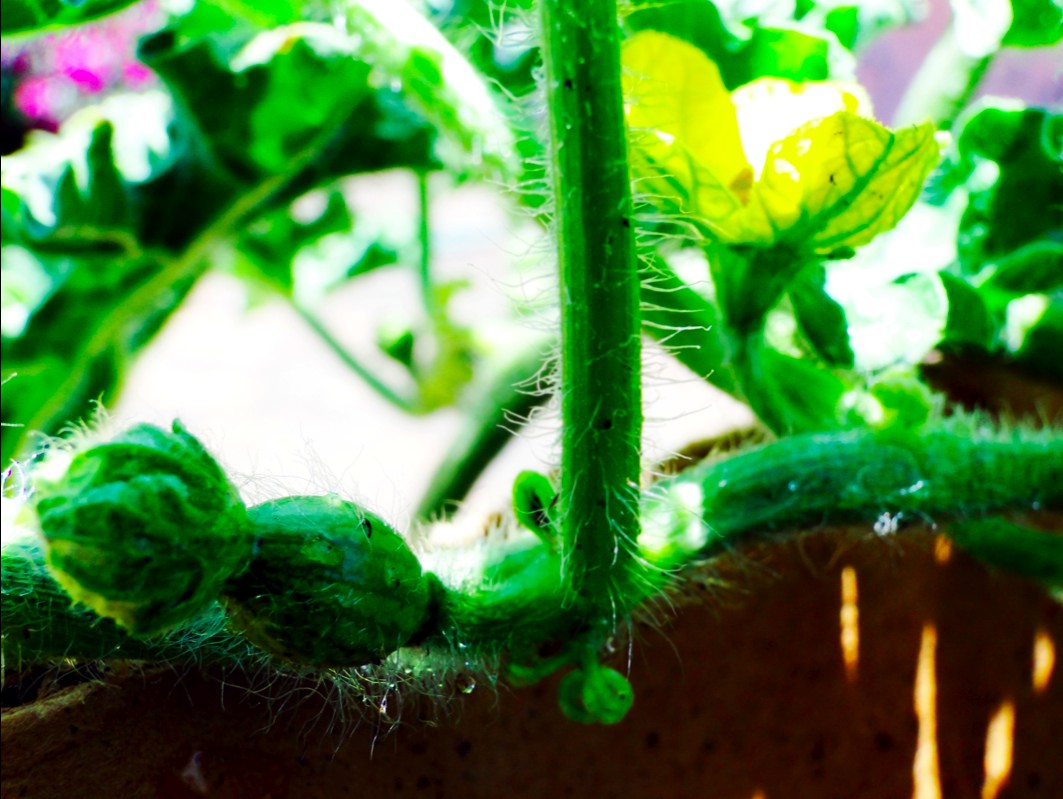 ¿Cómo identificar flores hembra y macho? | Proyecto greenBE